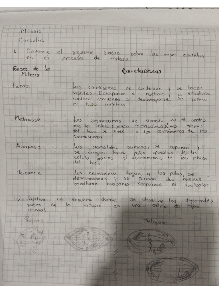 Preinforme Mitosis - Allison Alarcón(1) | PDF