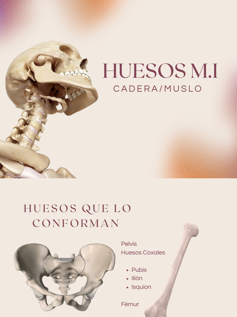 Huesos de Cadera | PDF | Pelvis | Sistema esquelético