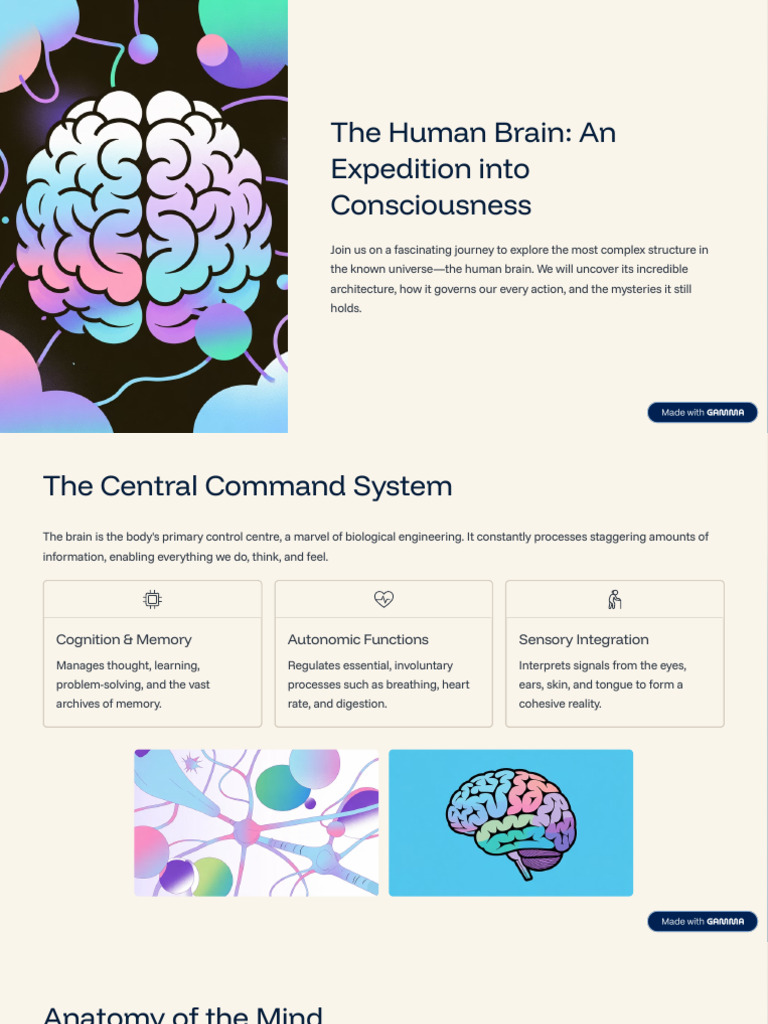 Exploring the Human Brain's Complexity | PDF | Brain | Human Brain