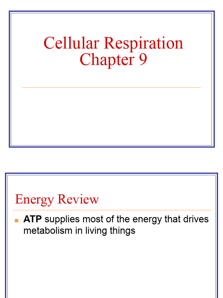 Cellular Respiration Explained: ATP & Processes | PDF | Cellular ...