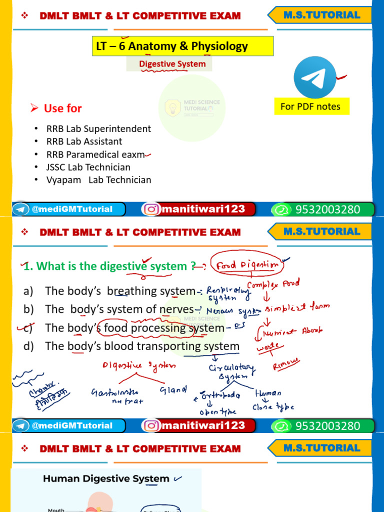 LT - 6 Anatomy & Physiology MCQ | PDF | Stomach | Human Digestive System