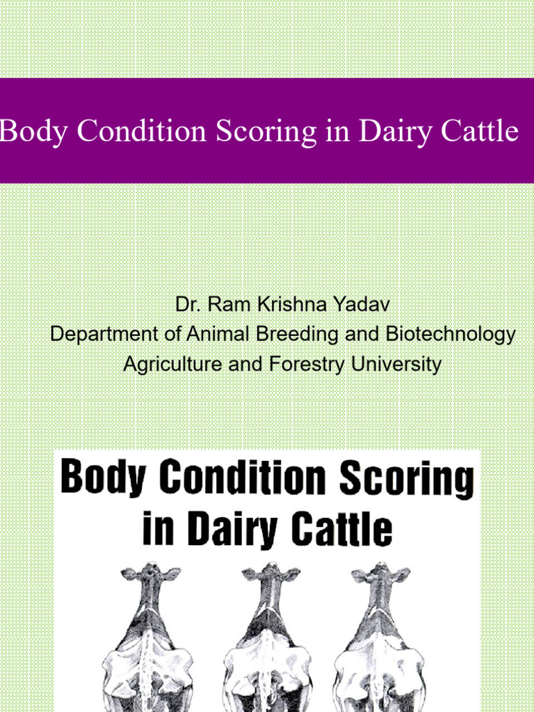 Body Condition Scoring for Dairy Cattle | PDF