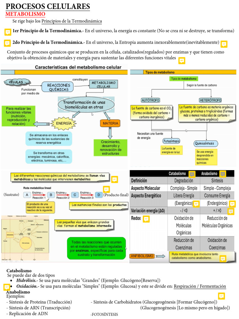 (Anotaciones) Procesos Celulares | PDF | Nucleo celular | Traducción ...