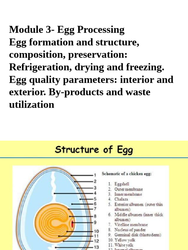Egg | PDF