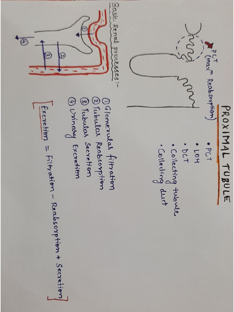 PCT - Renal Physiology | PDF