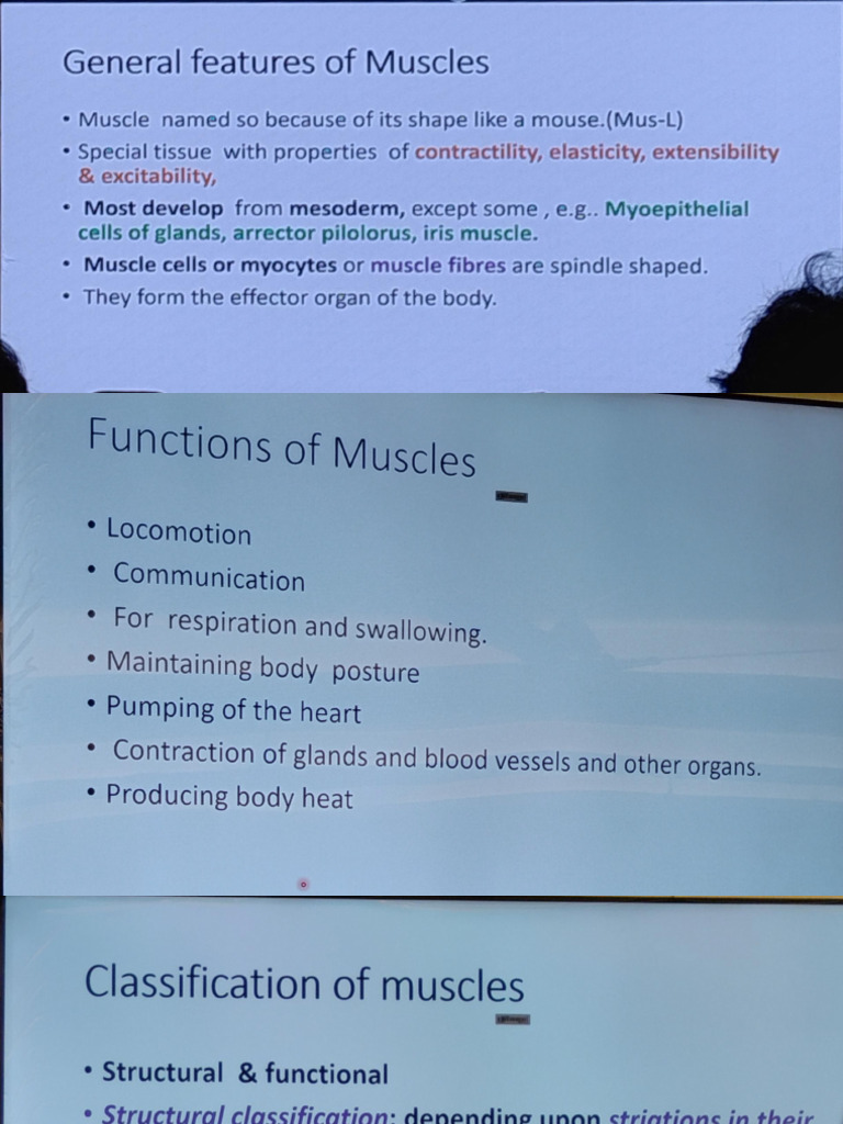 Muscles Classification | PDF
