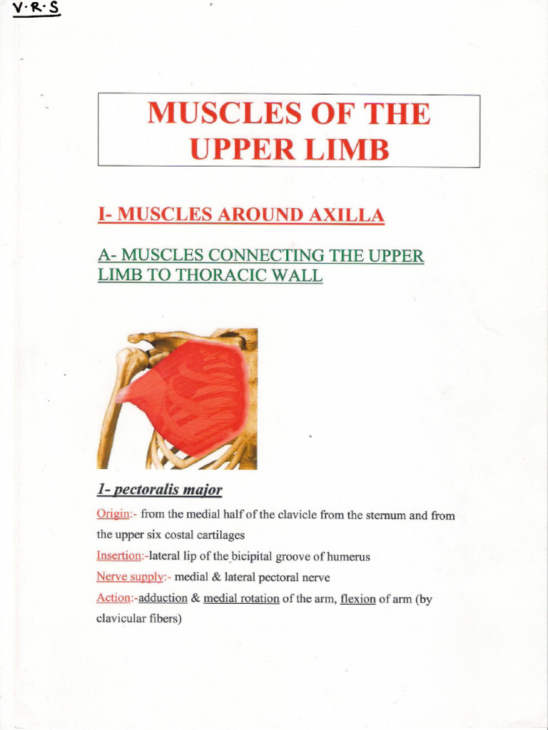 Muscles of Upper Limb | PDF