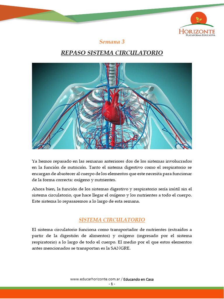 Repaso del Sistema Circulatorio | PDF | Sistema circulatorio | Corazón