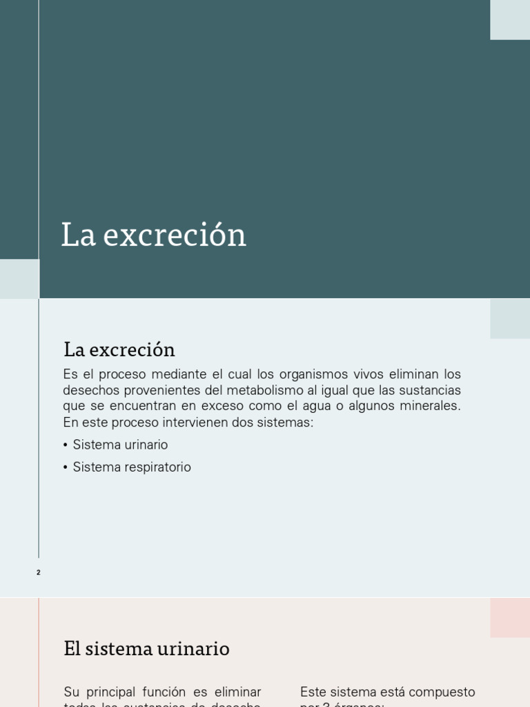La excreción en los humanos | PDF | Sistema urinario | Riñón