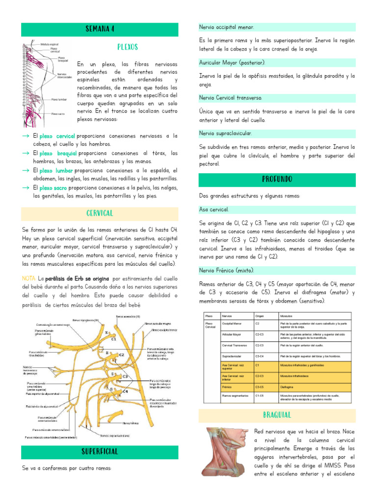 PLEXOS | PDF | Anatomía humana | Sistema musculoesquelético