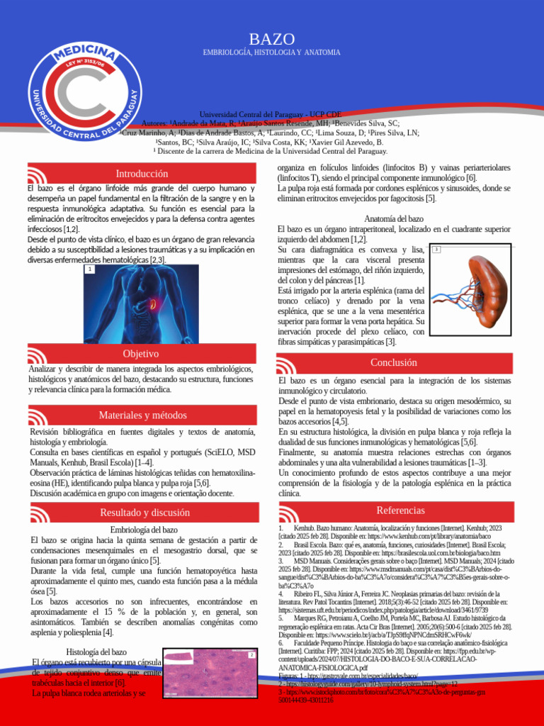 Anatomía y Función del Bazo Humano | PDF | Bazo | Anatomía