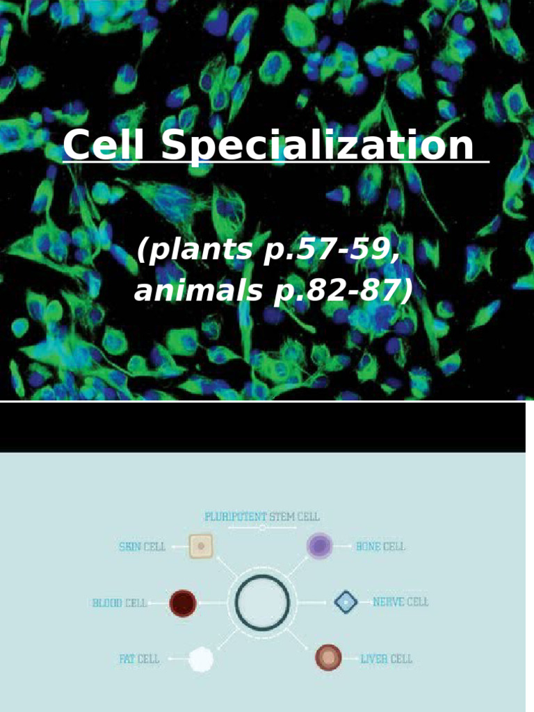 Cell Specialization | PDF