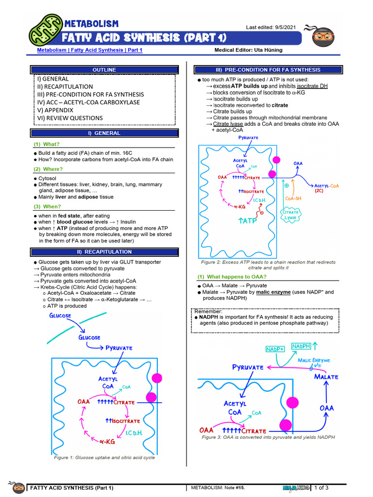 1. Fatty Acids Synthesis | PDF | Biosynthesis | Citric Acid Cycle
