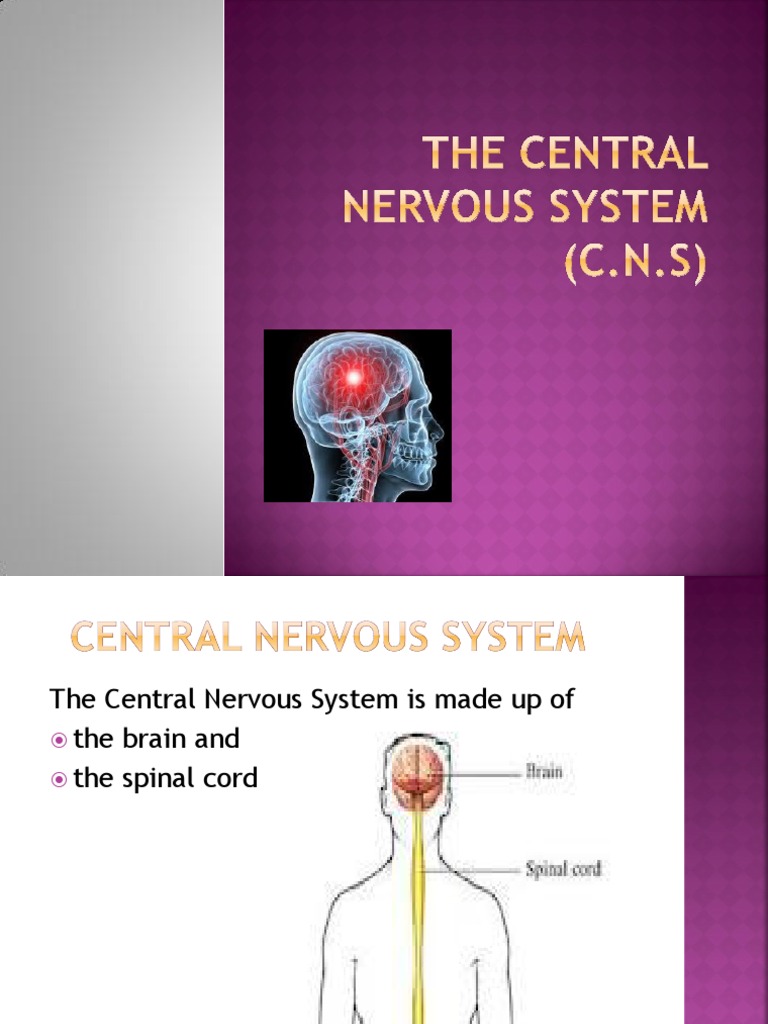 Central Nervous System | PDF | Central Nervous System | Brain