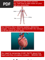 Overview of the Circulatory System | PDF | Blood Vessel | Heart
