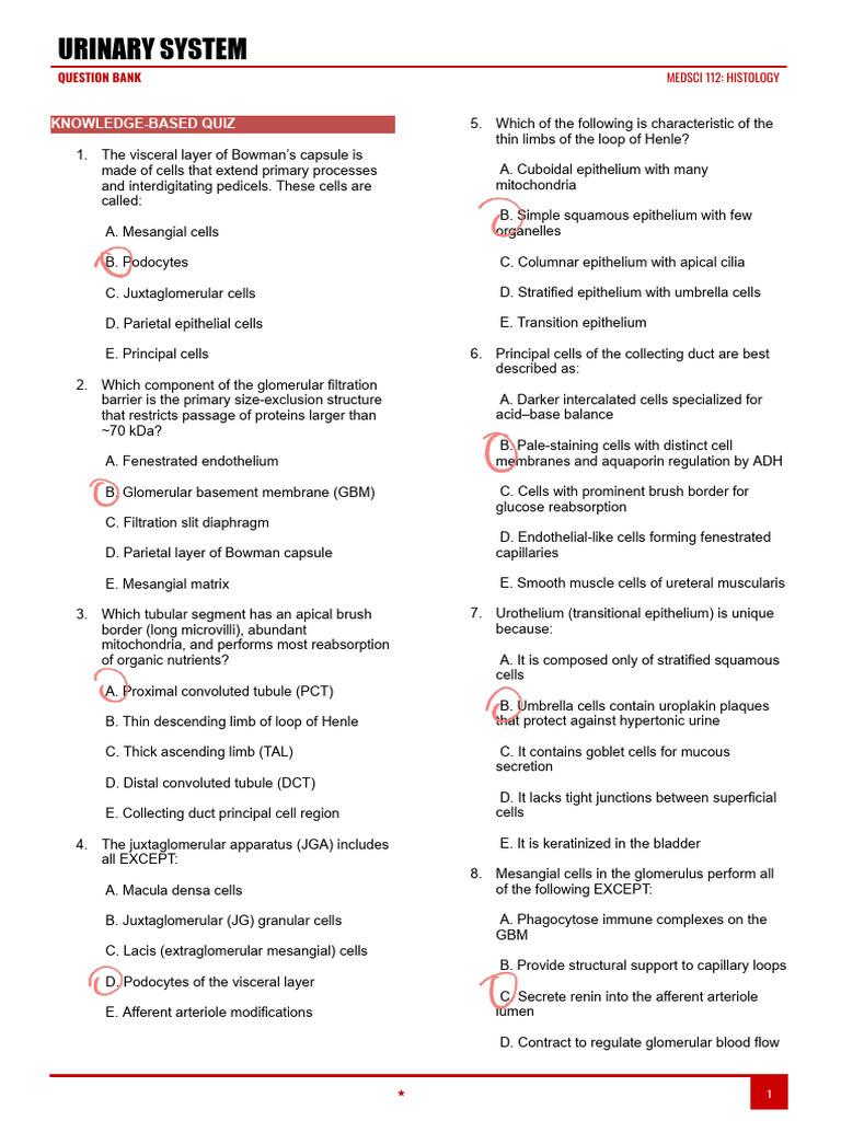Urinary System Histology Quiz Questions | PDF | Kidney | Anatomy