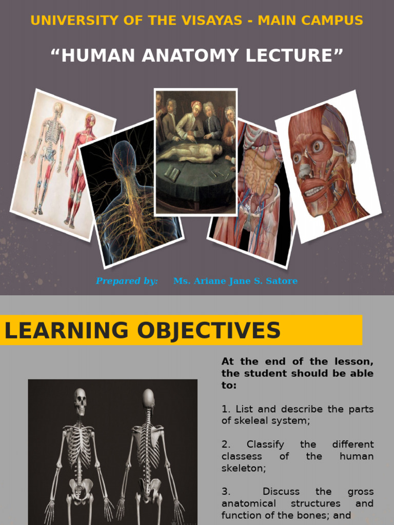 Human Anatomy: Skeletal System Overview | PDF | Vertebra | Pelvis
