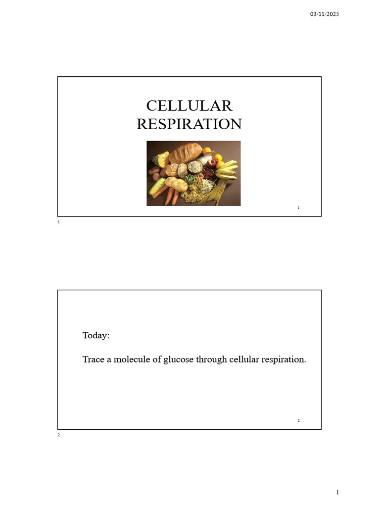 Carbohydrate metabolism_p1_2025_handout | PDF | Cellular Respiration ...