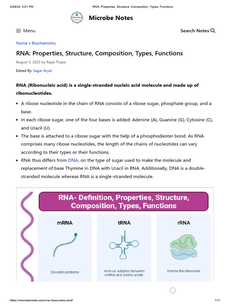 RNA Properties and Functions Overview | PDF | Rna | Ribosome