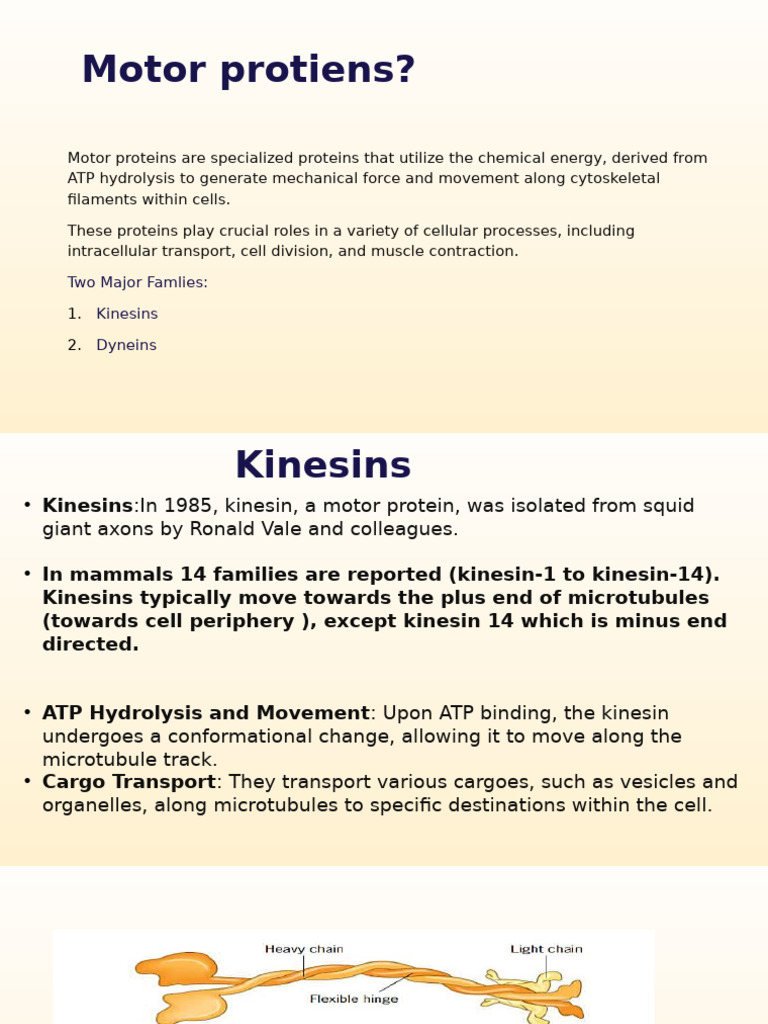 Motor Proteins | PDF