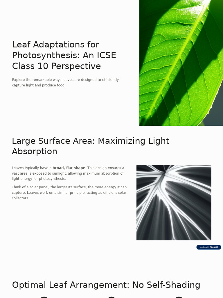 Leaf Adaptations For Photosynthesis An ICSE Class 10 Perspective | PDF ...