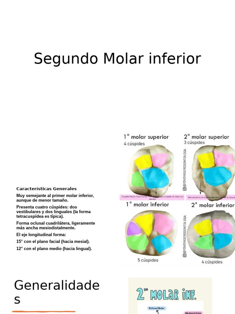 Segundo Molar Inferior | PDF
