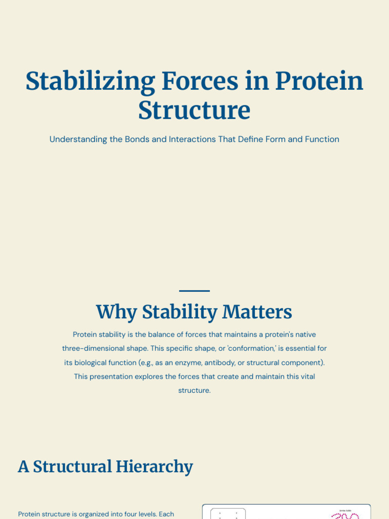 Forces Stabilizing Protein Structure (1) | PDF | Protein Structure | Protein Folding