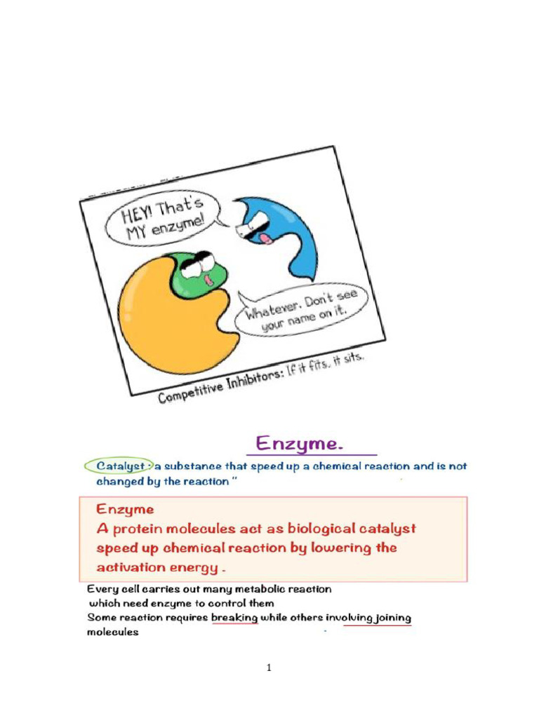 Bio CH 5 Notes | PDF | Enzyme | Digestion