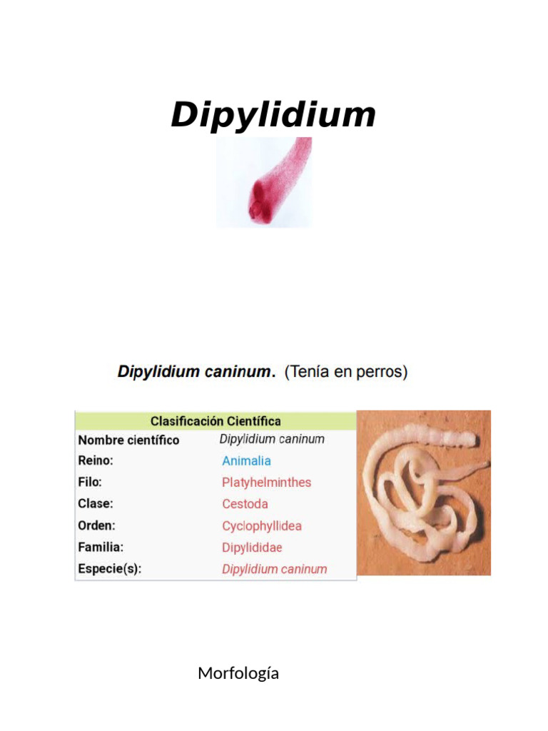 Infección por Dipylidium caninum en Mascotas | PDF | Enfermedades y ...