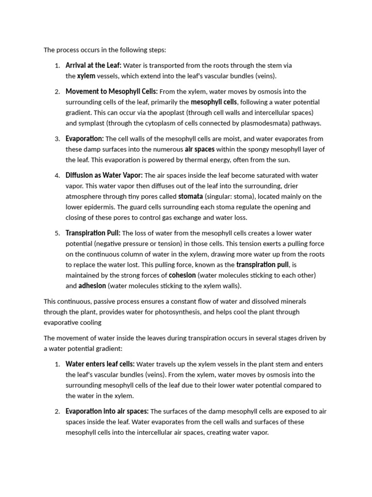 The Process Occurs in The Following Steps | PDF | Leaf | Stoma