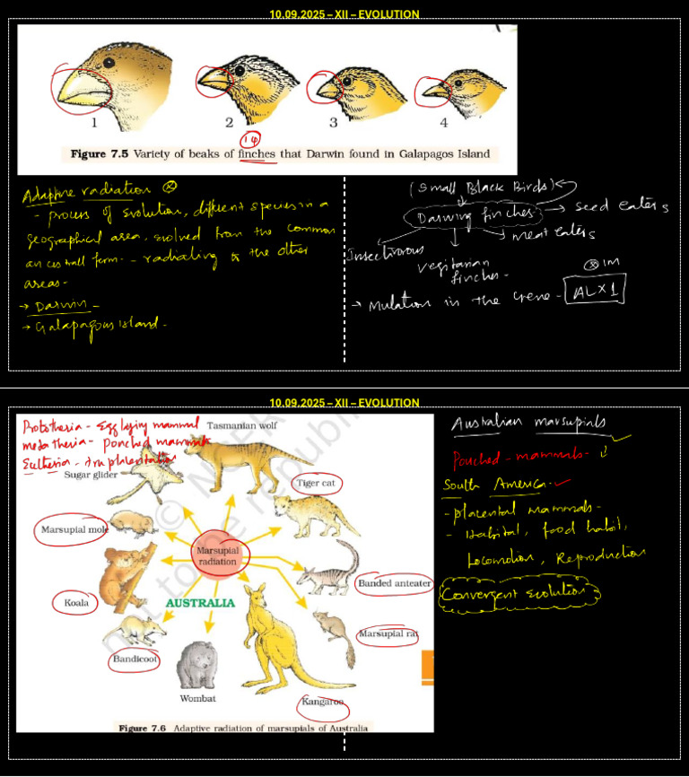 Xii - CH - 6 - Evolution - P - 3 - 10.09.25 | PDF