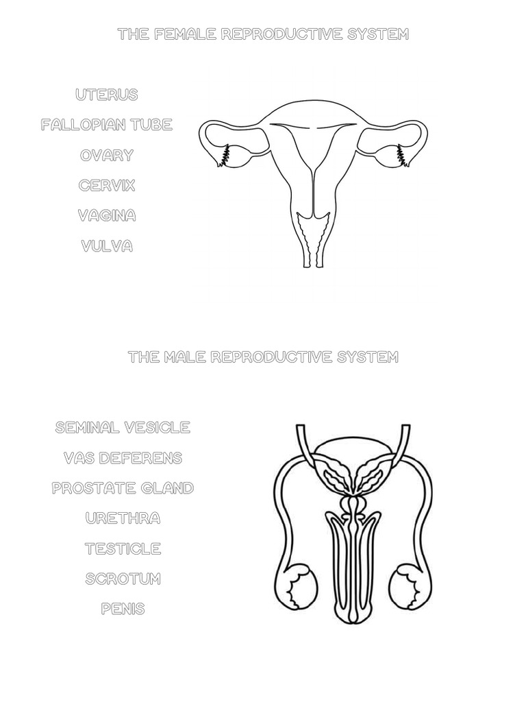 Overview of Reproductive Systems | PDF