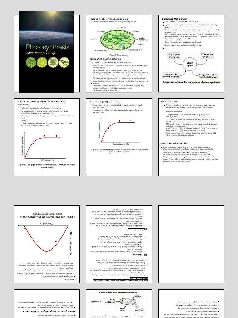 Blank 6 Panel Grid Comic Strip | PDF | Pancreas | Photosynthesis