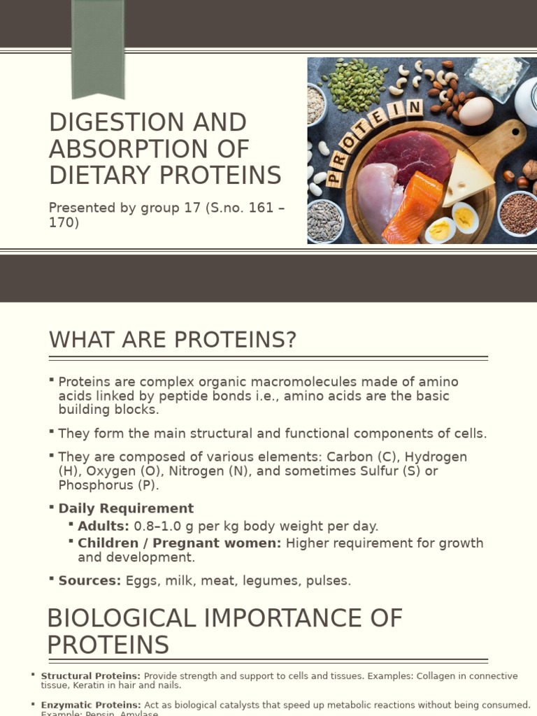 Protein Digestion and Absorption Guide | PDF | Proteolysis | Amino Acid