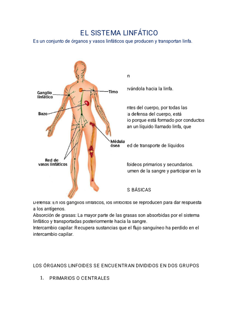 OneRead 20250722 1020 | PDF | Sistema linfático | Linfocitos