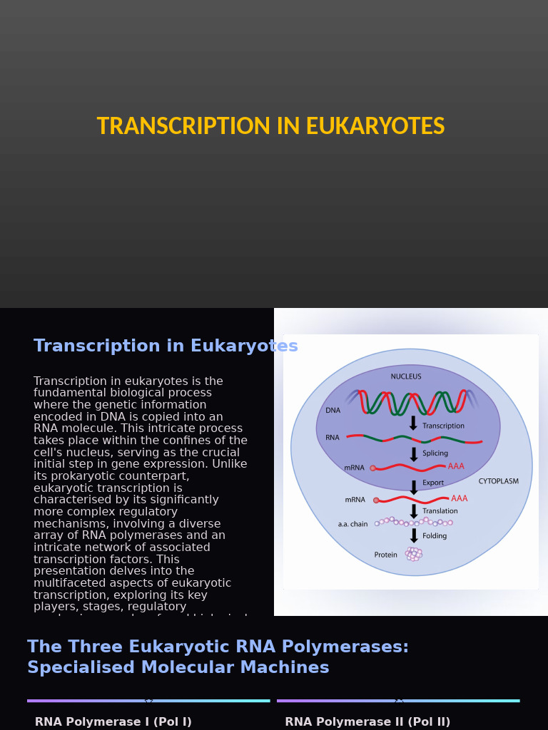 Transcription in Eukaryotes | PDF | Rna | Messenger Rna