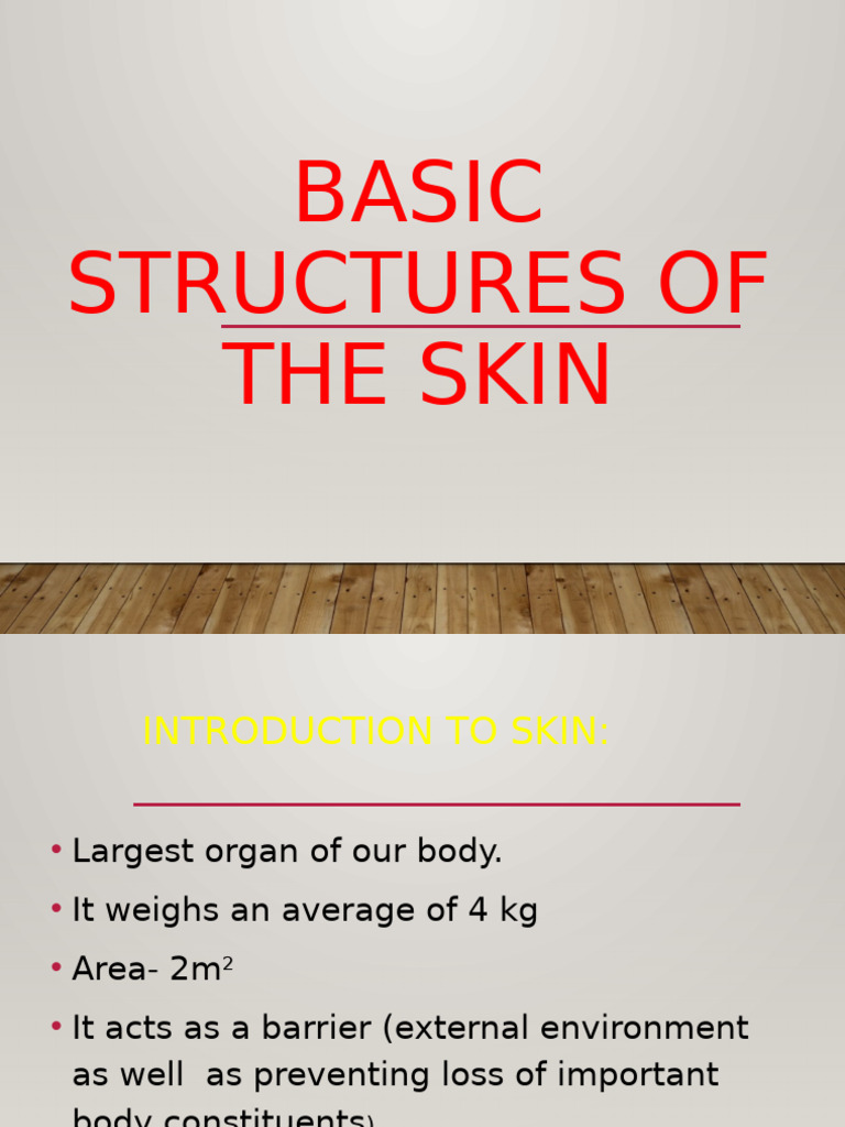 Structure of Skin | PDF | Epidermis | Skin