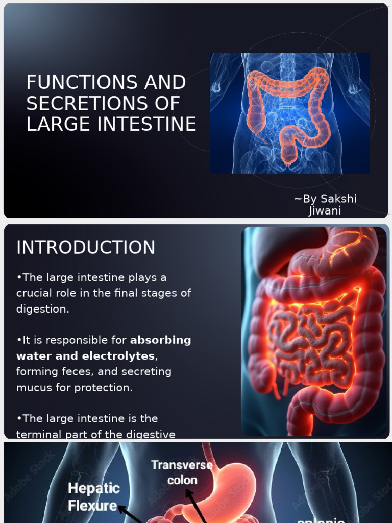 Large Intestine.pptx_20251111_000516_0000 | PDF | Gastrointestinal ...