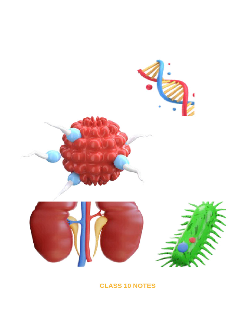 Class 10 Science Notes: Life Processes | PDF | Cellular Respiration ...