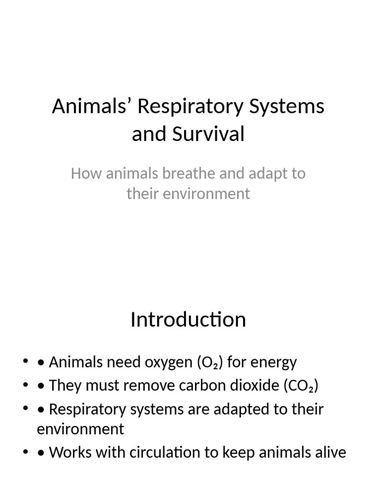 Animal Respiratory Systems Explained | PDF