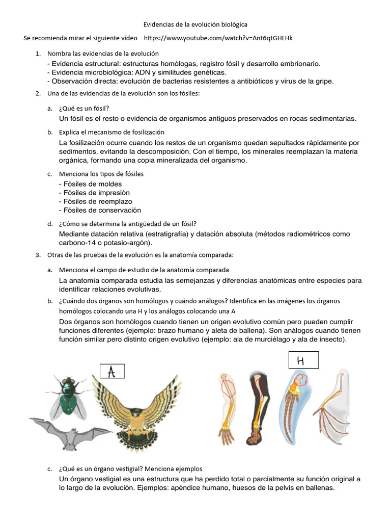 Evidencias de la Evolución Biológica | PDF | Evolución | Fósil
