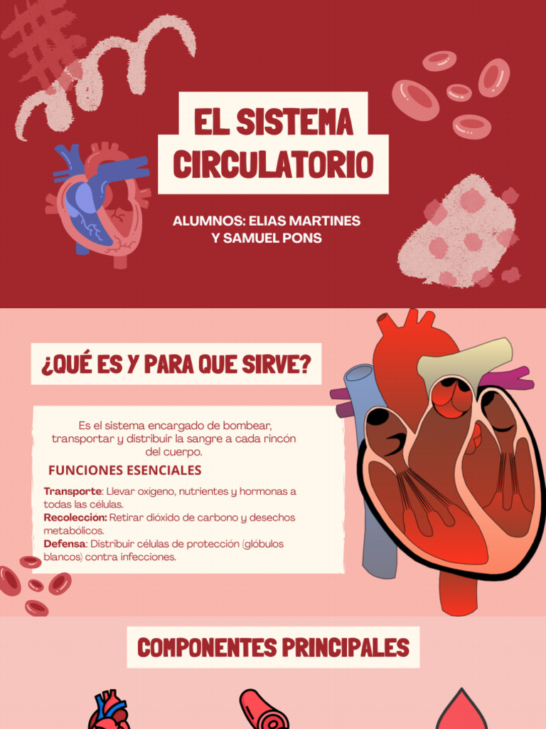 Presentación Educativa El Sistema Circulatorio | PDF