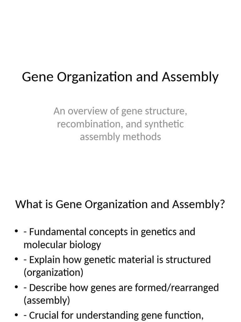 Gene Organization and Assembly Presentation | PDF | Gene | Intron