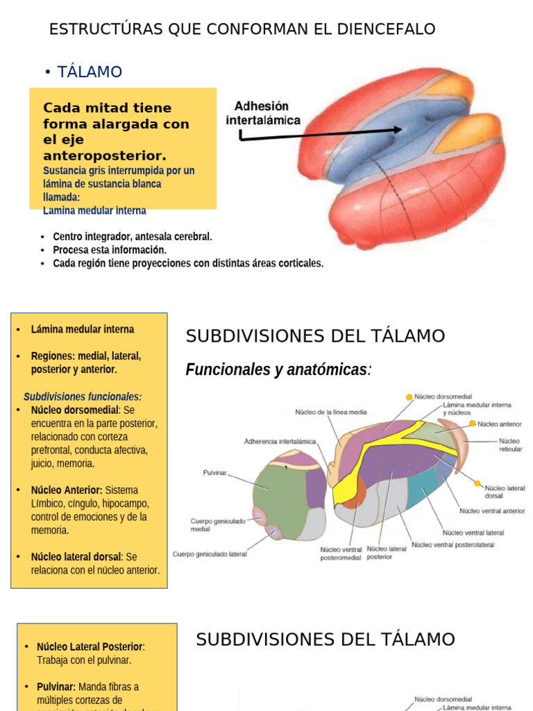 Estructuras Que Conforman El Diencefalo. Tálamo | PDF
