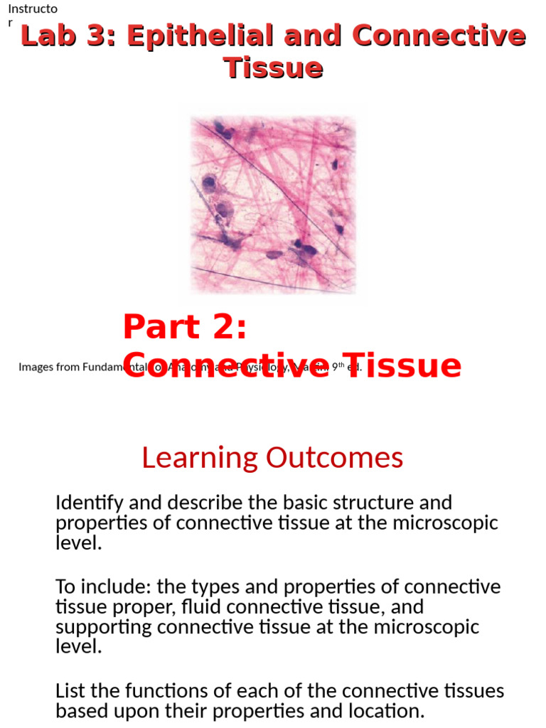 Epithelial and Connective Tissue Overview | PDF | Connective Tissue | Bone