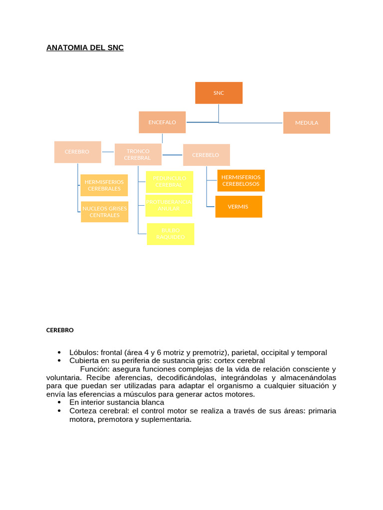 Anatomia Del SNC | PDF | Cerebro | Sistema nervioso central