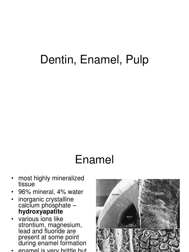 The Structure and Development of Enamel, Dentin, and Pulp | PDF ...