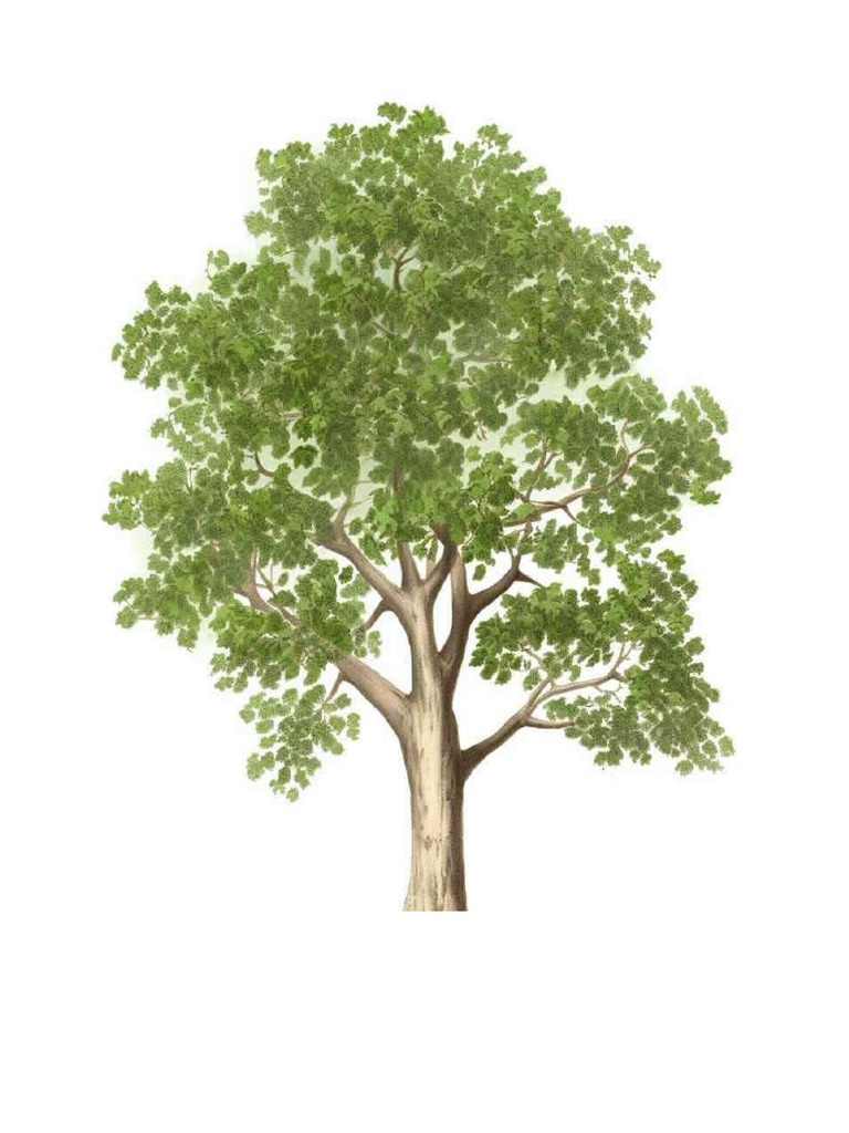 Family Tree | PDF