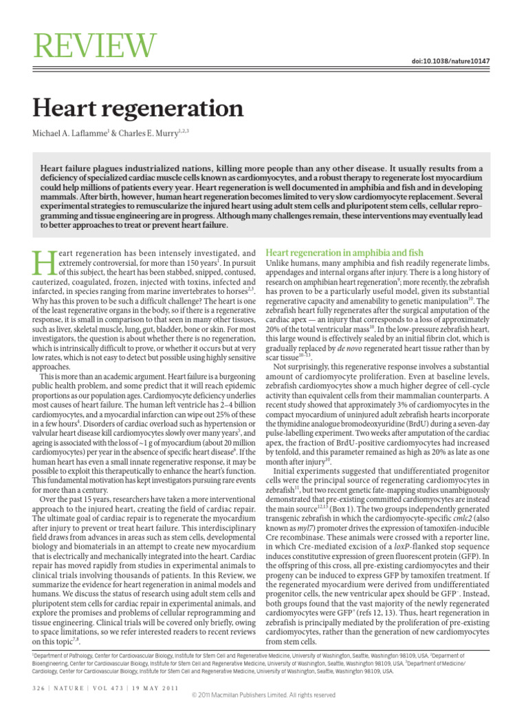 Heart Regeneration | PDF | Regeneration (Biology) | Cardiac Muscle