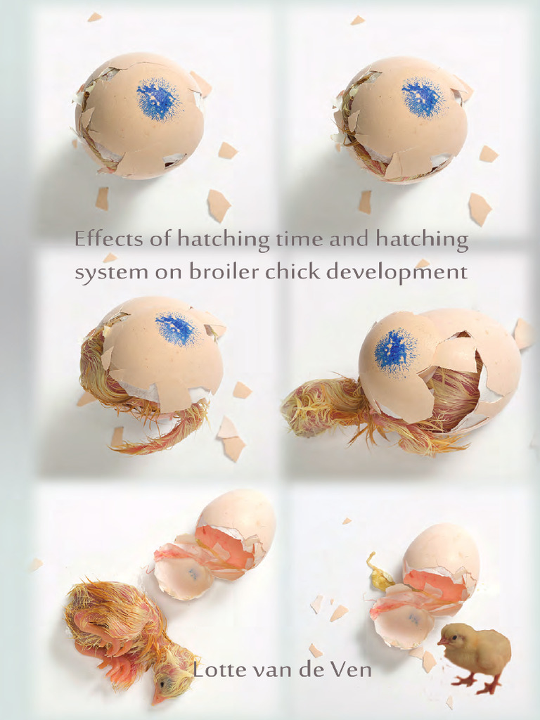 Effects of Hatching Time and Hatching System On Broiler Chick ...